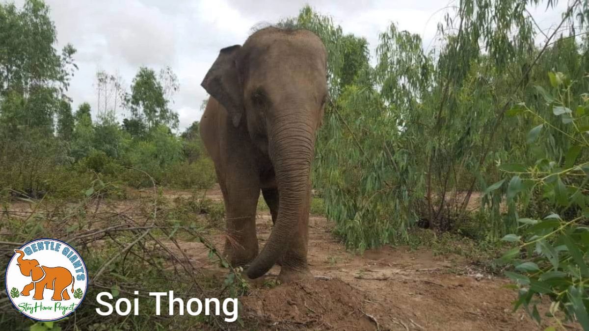 Sai Thong (previously Soi Thong)